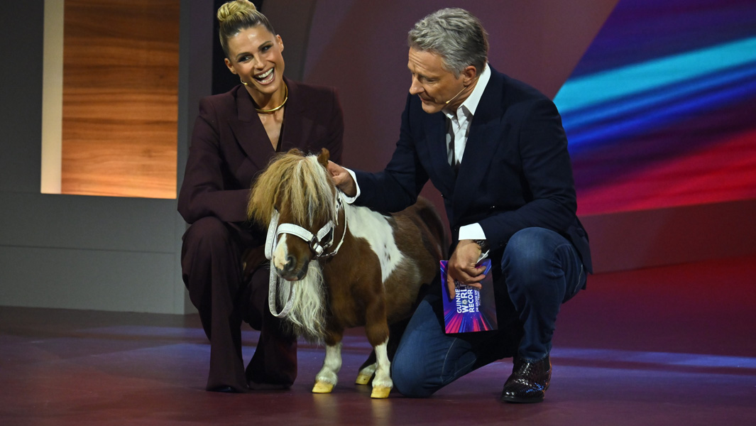 O Menor Cavalo Do Mundo Polegarelina Este Pónei Tem Apenas 50