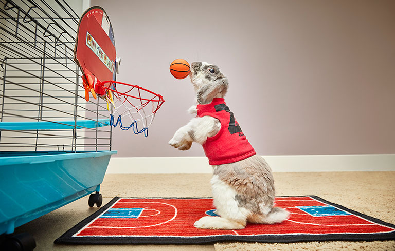 Most basketball slam dunks in one minute by a rabbit | Guinness World ...